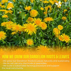 refreshing dandelion root herbal infusion