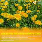 refreshing dandelion tea bags