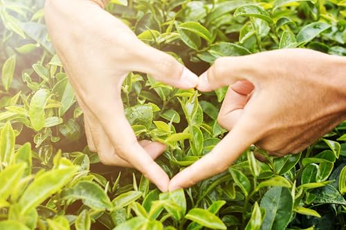 refreshing green tea for wellness