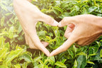 refreshing green tea for wellness