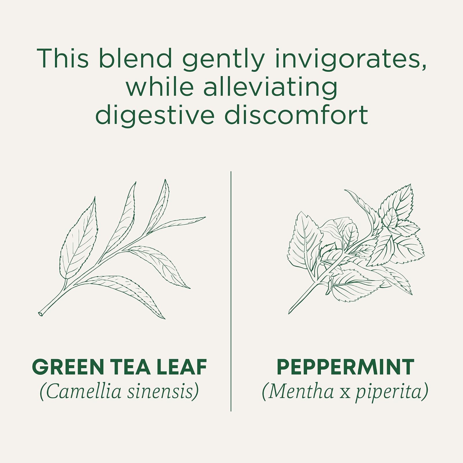 refreshing green tea peppermint blend
