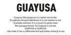 Refreshing Guayusa tea for daily use