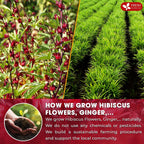 refreshing herbal infusion tea