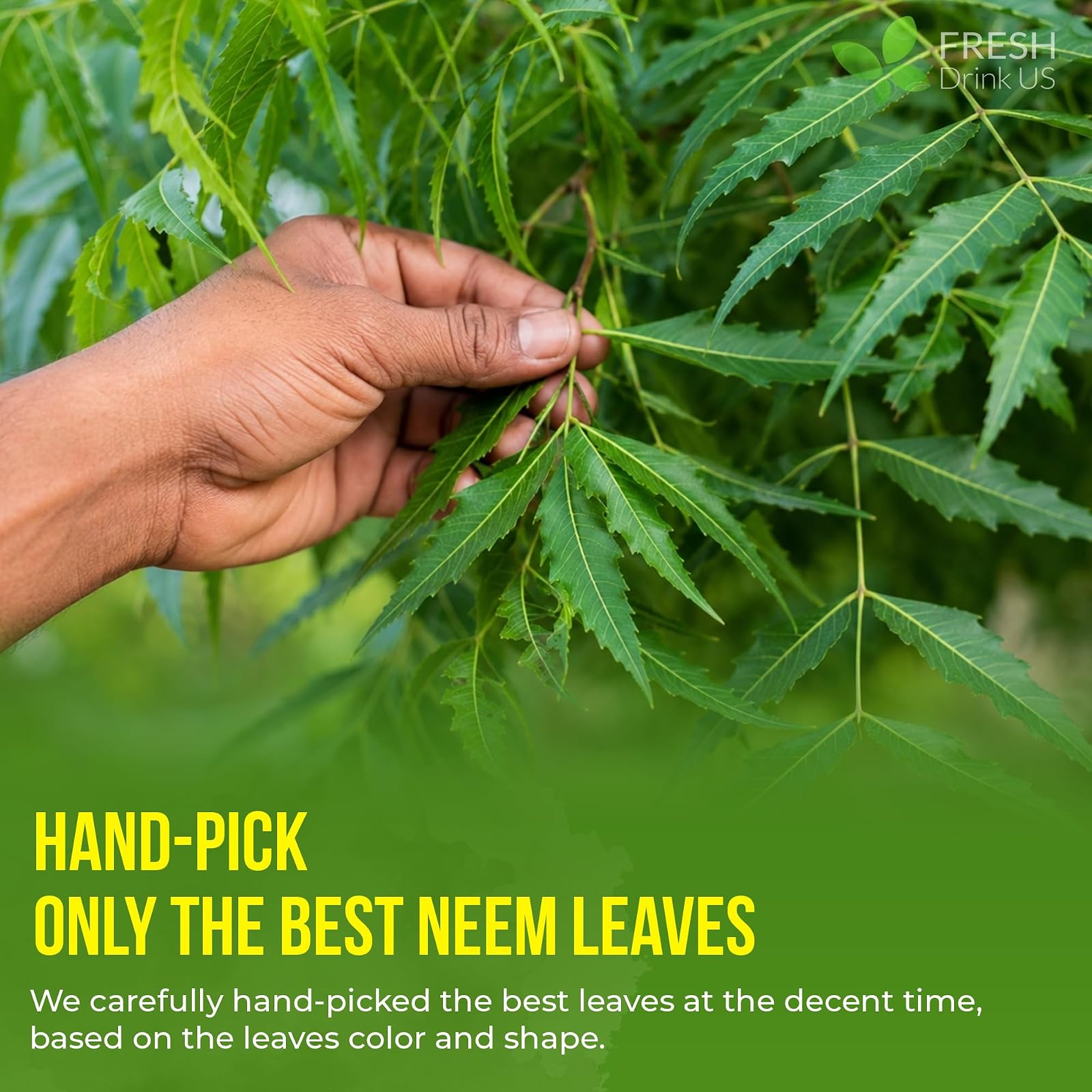 refreshing herbal infusion with neem