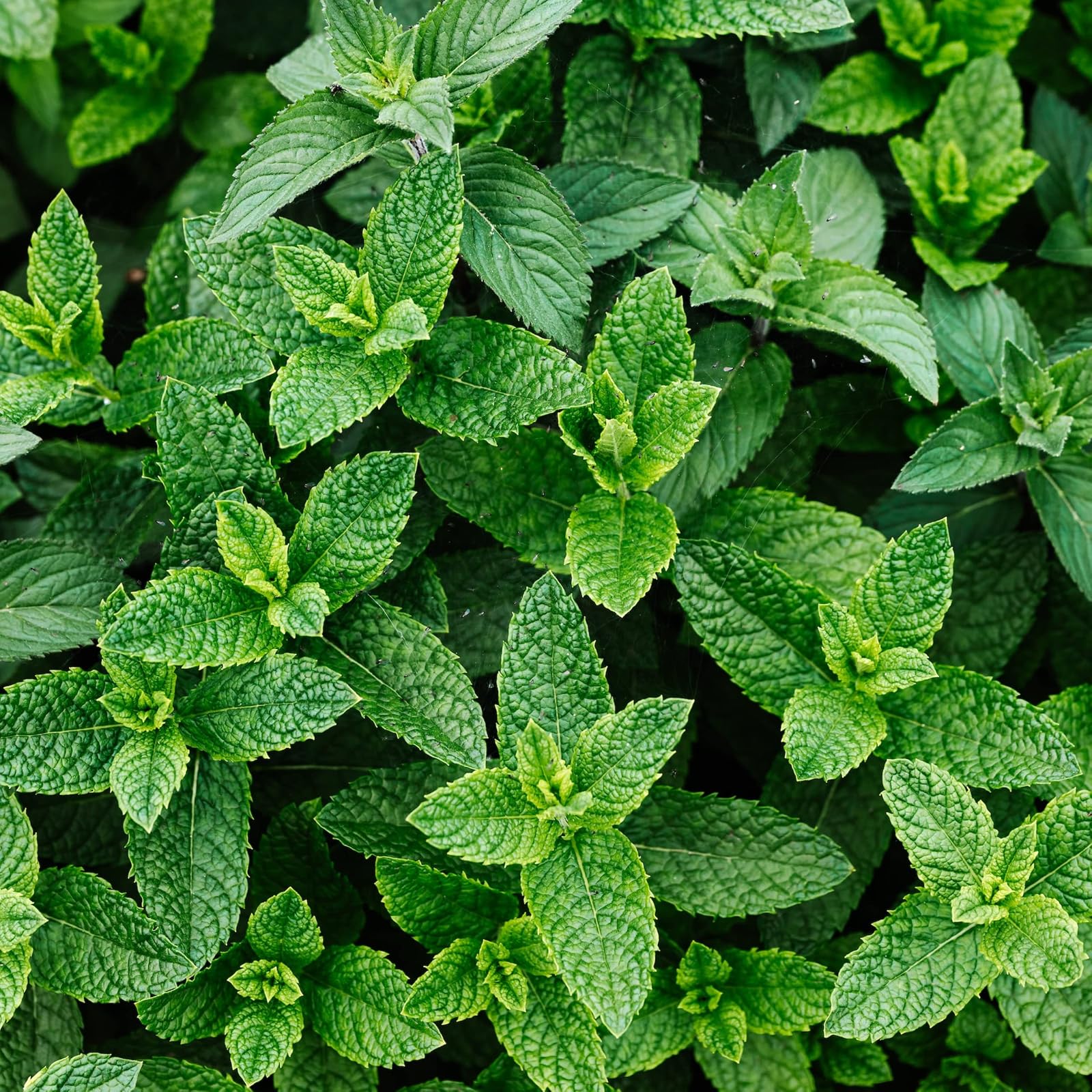 refreshing herbal mint tea experience