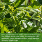 refreshing herbal tea for digestion