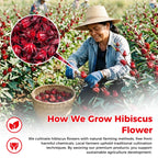refreshing hibiscus tea for wellness