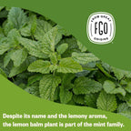 refreshing lemon balm tea for wellness