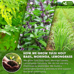 Refreshing lemongrass herbal infusion