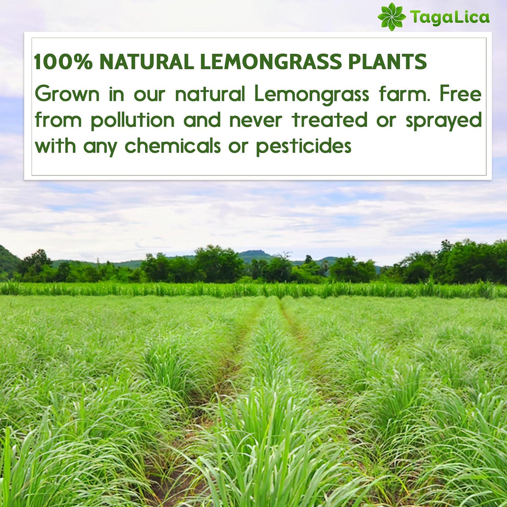 refreshing lemongrass herbal infusion