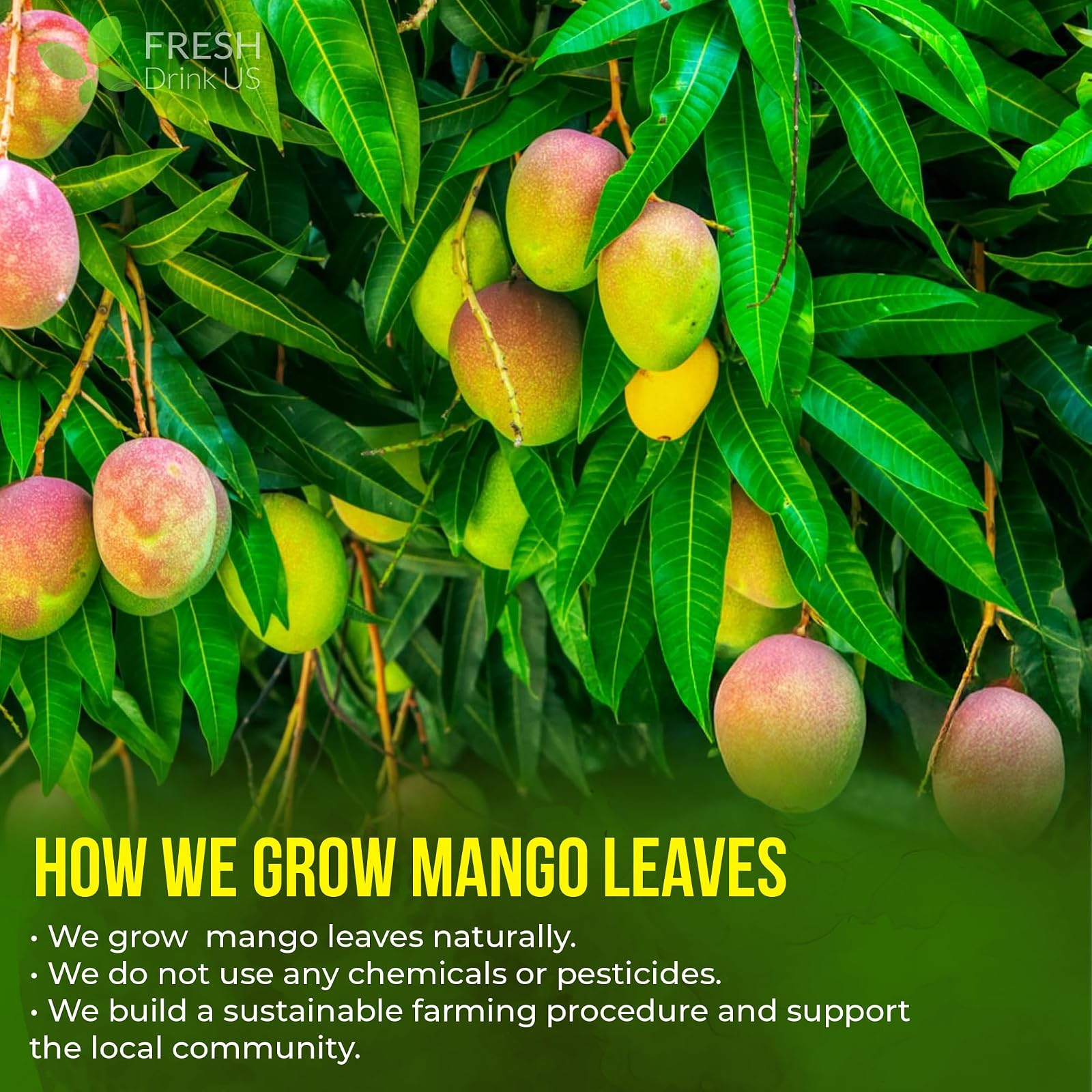 refreshing mango leaf detox tea