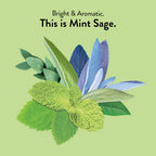 refreshing mint sage tea bags