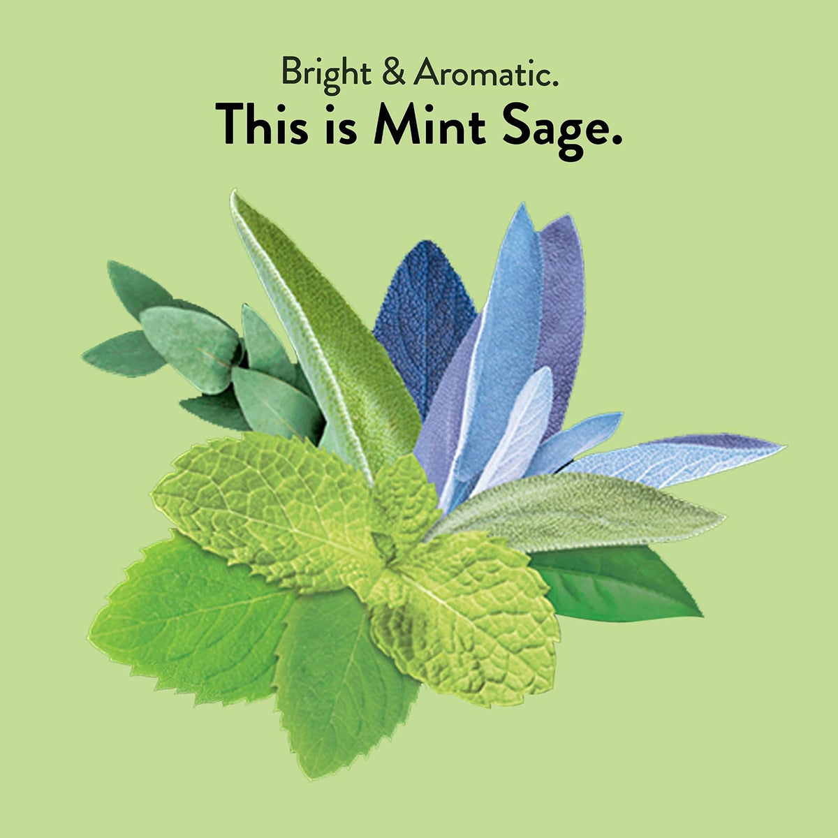 refreshing mint sage tea bags