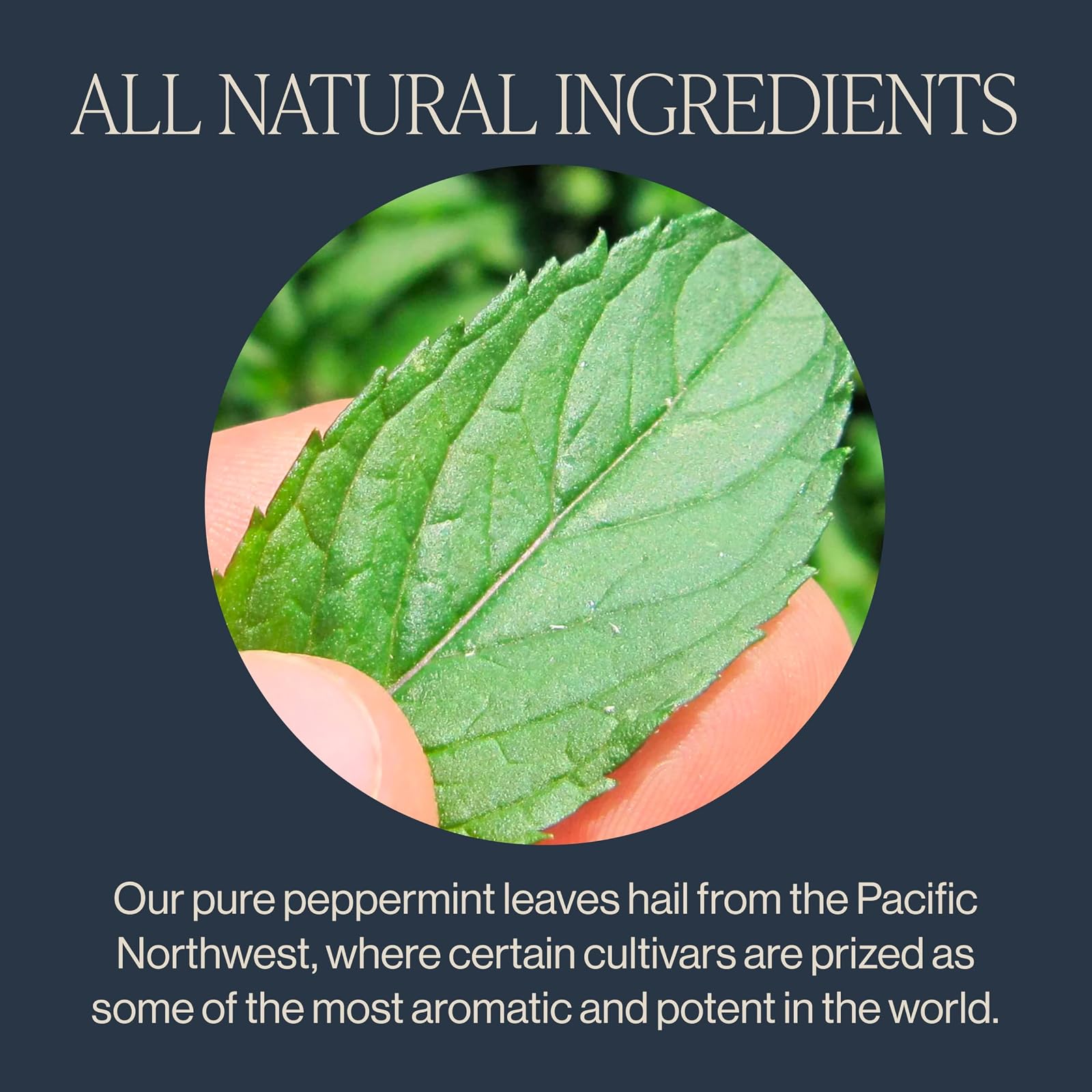 refreshing peppermint herbal infusion