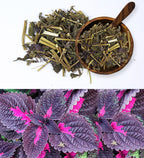 refreshing perilla herbal infusion