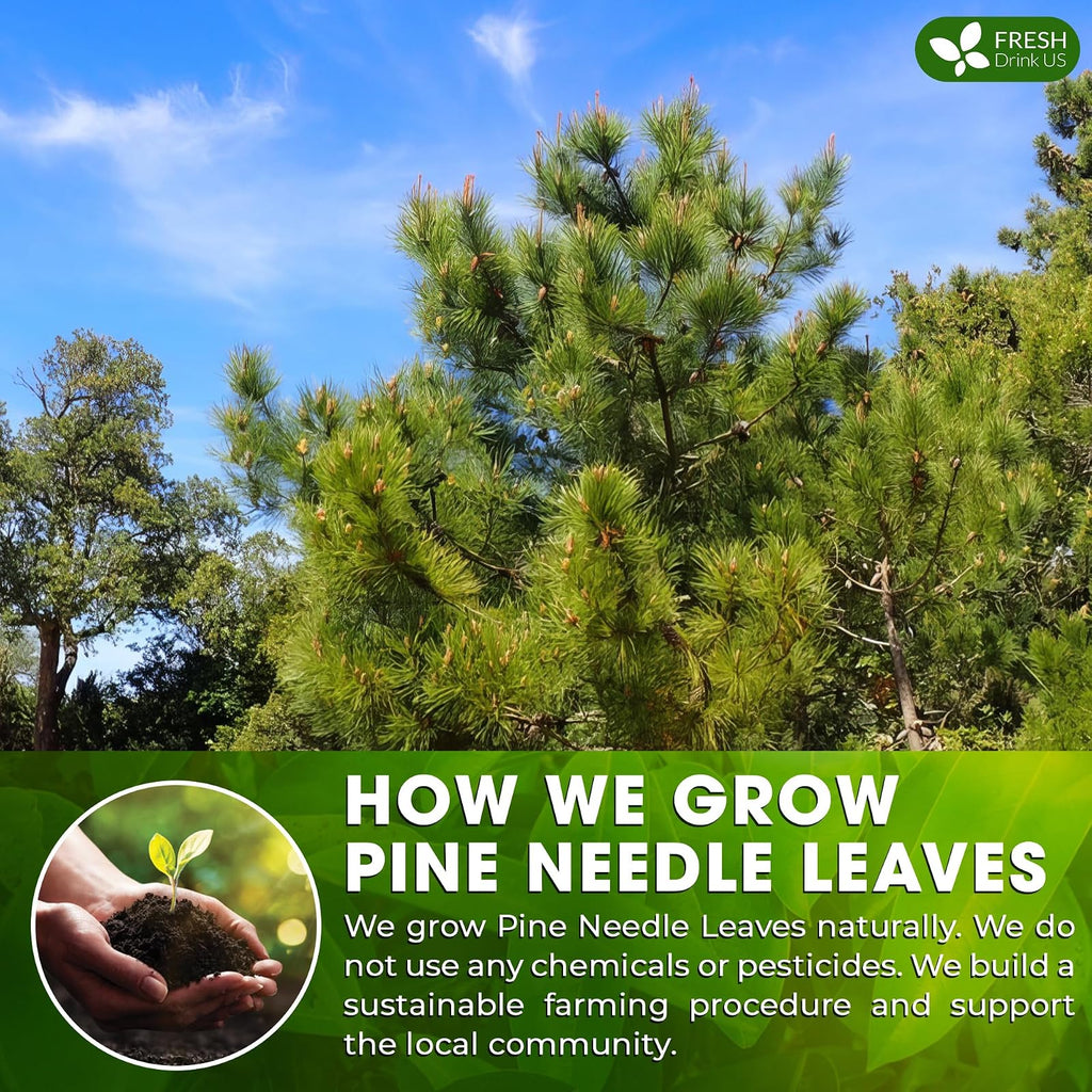 Refreshing pine needle infusion