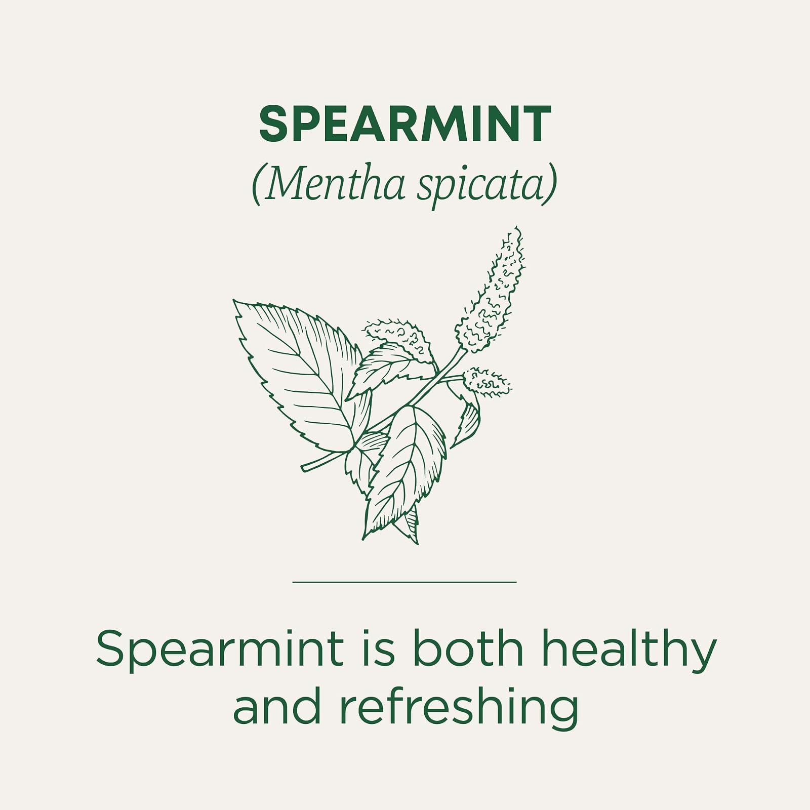 refreshing spearmint tea for digestion