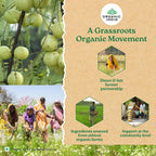 refreshing tulsi green tea blend