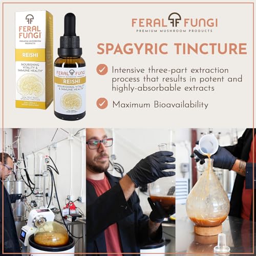 reishi extract for enhanced focus