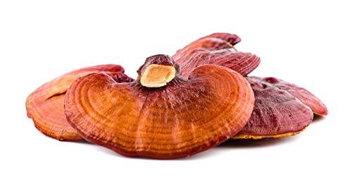 reishi fruiting body for holistic health