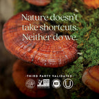 reishi mushroom capsules for overall wellness