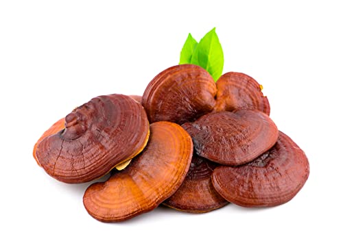 reishi mushroom extract for energy