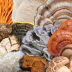 reishi mushroom for stress relief