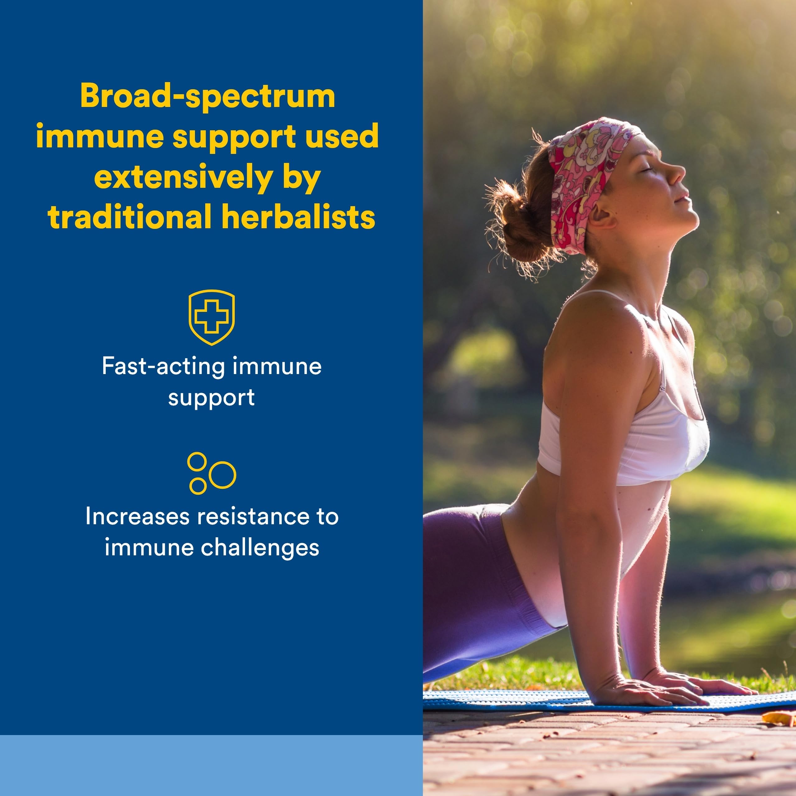 reishi mushroom immune health