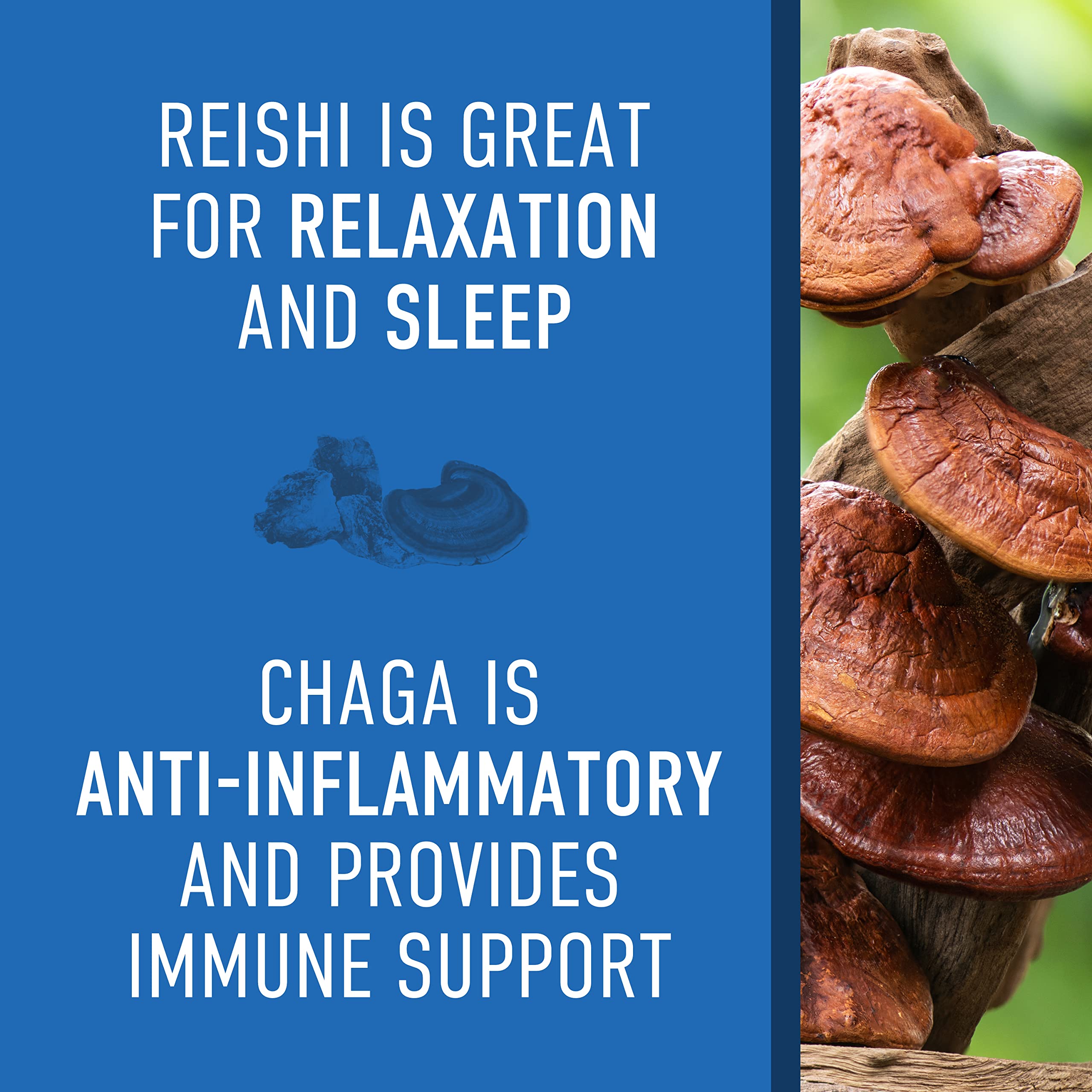 reishi mushrooms for enhanced wellness