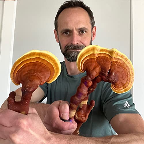 reishi mushrooms for mental clarity