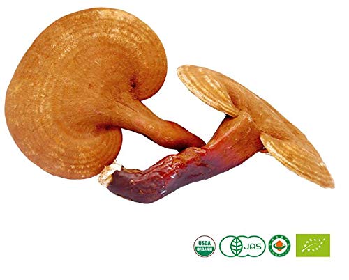 reishi mushrooms for natural vitality