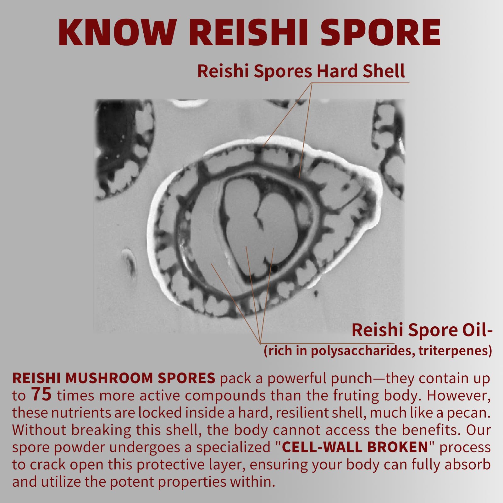reishi mushrooms for stress relief