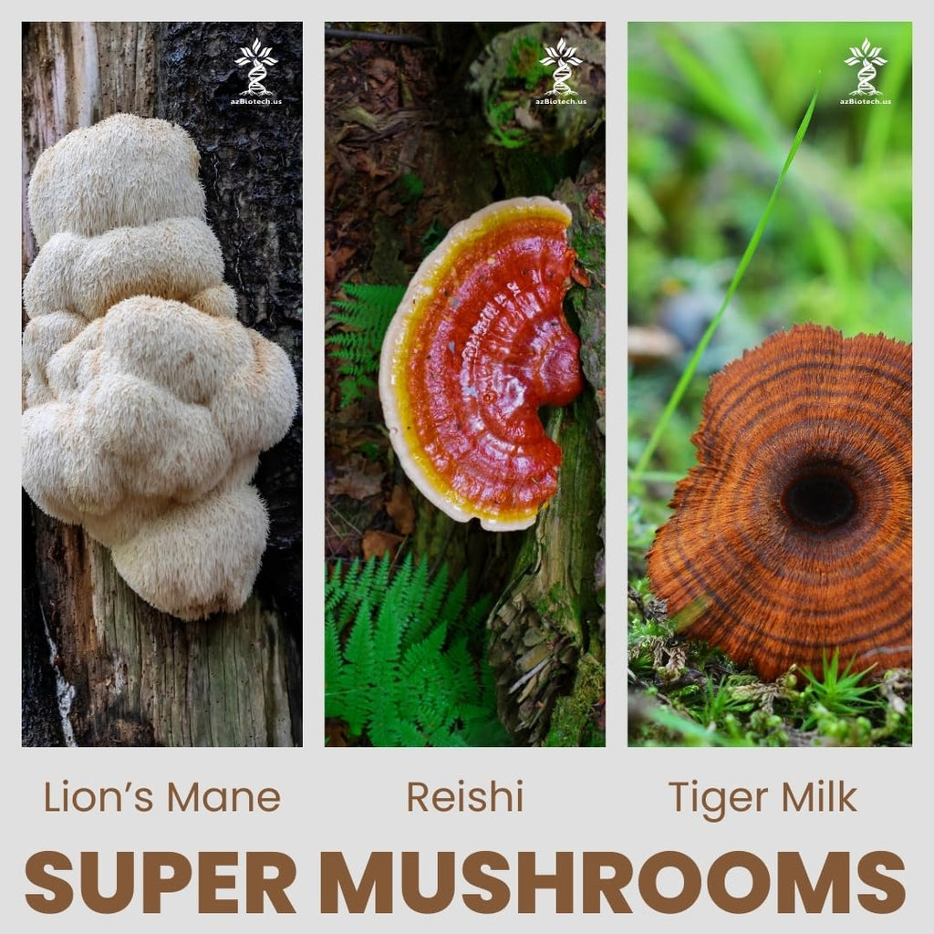 Reishi mushrooms for stress relief