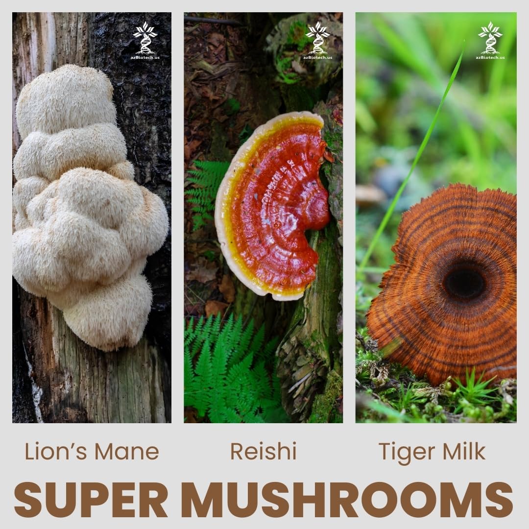Reishi mushrooms for stress relief