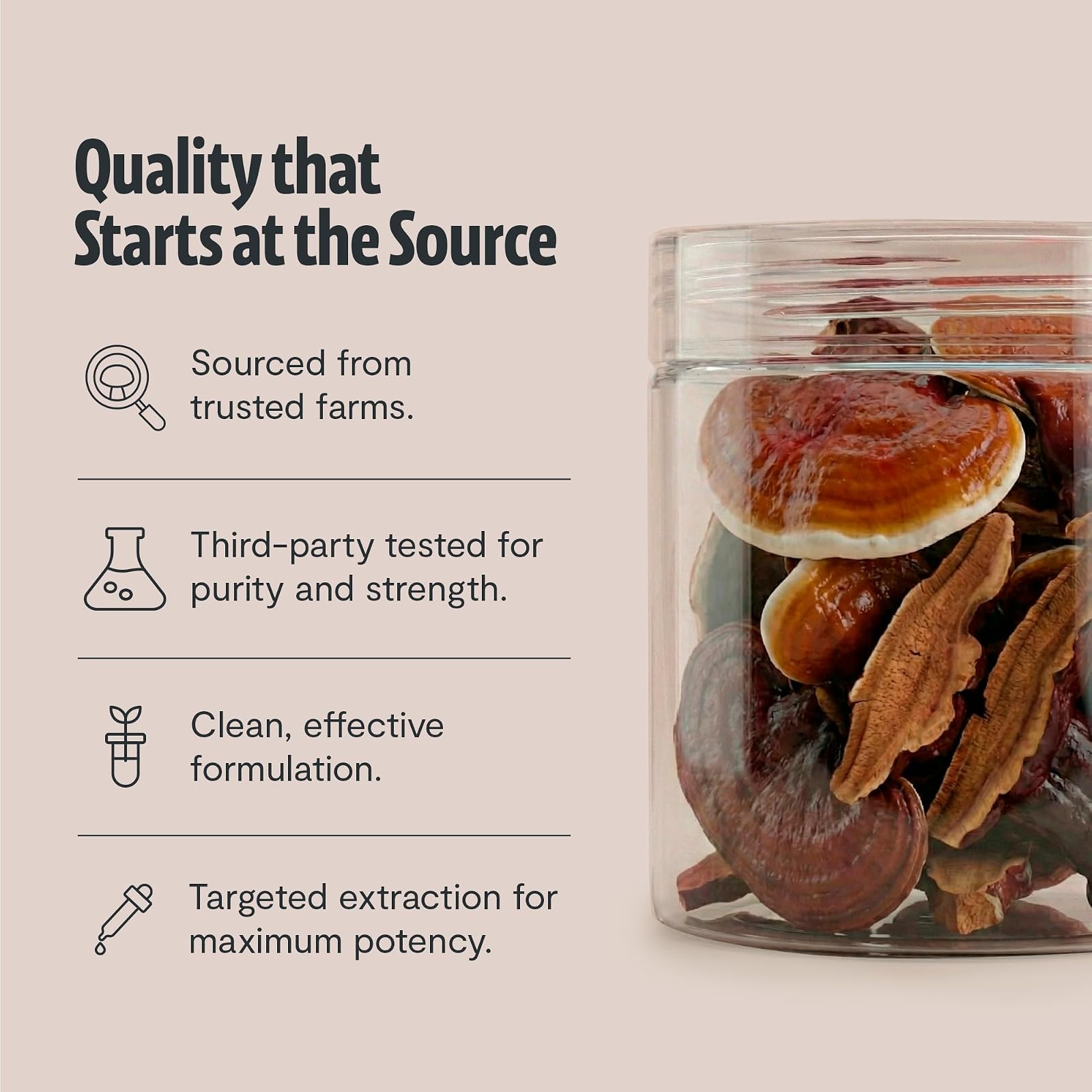 reishi powder for daily health routine
