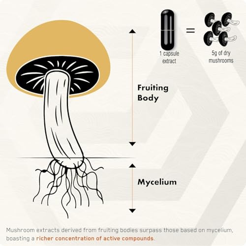 reishi powder for daily wellness
