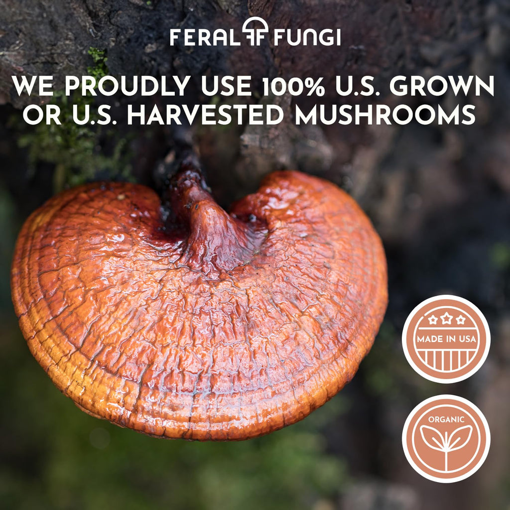 reishi tincture supports overall wellness