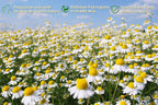 relaxing chamomile flower tea