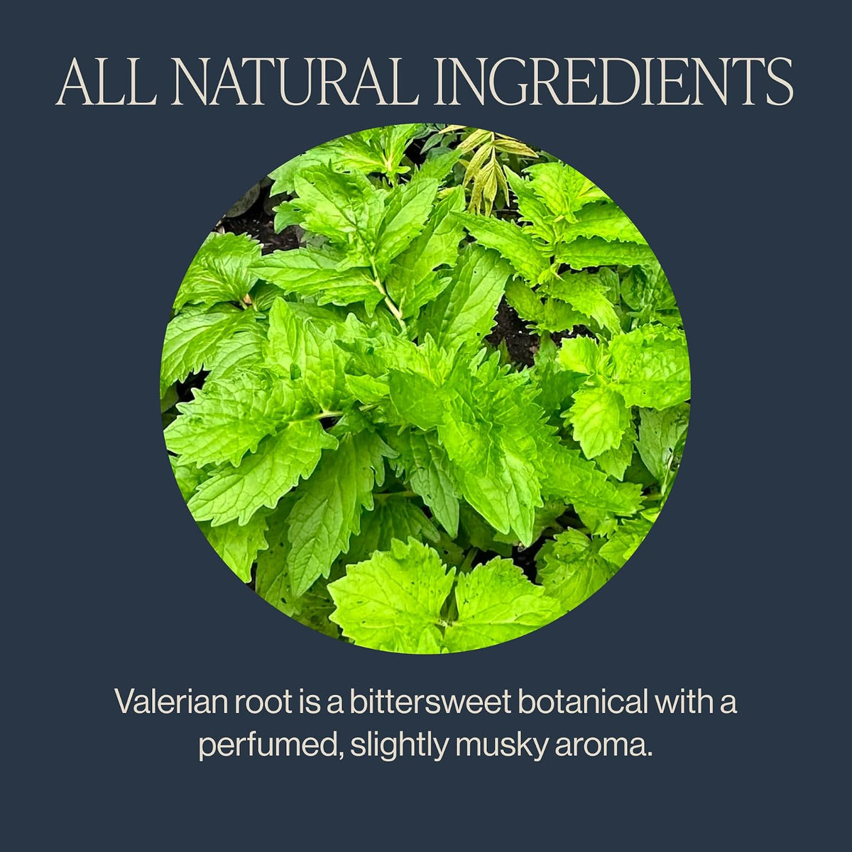 relaxing herbal tea for sleep