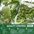 relaxing soursop leaves infusion