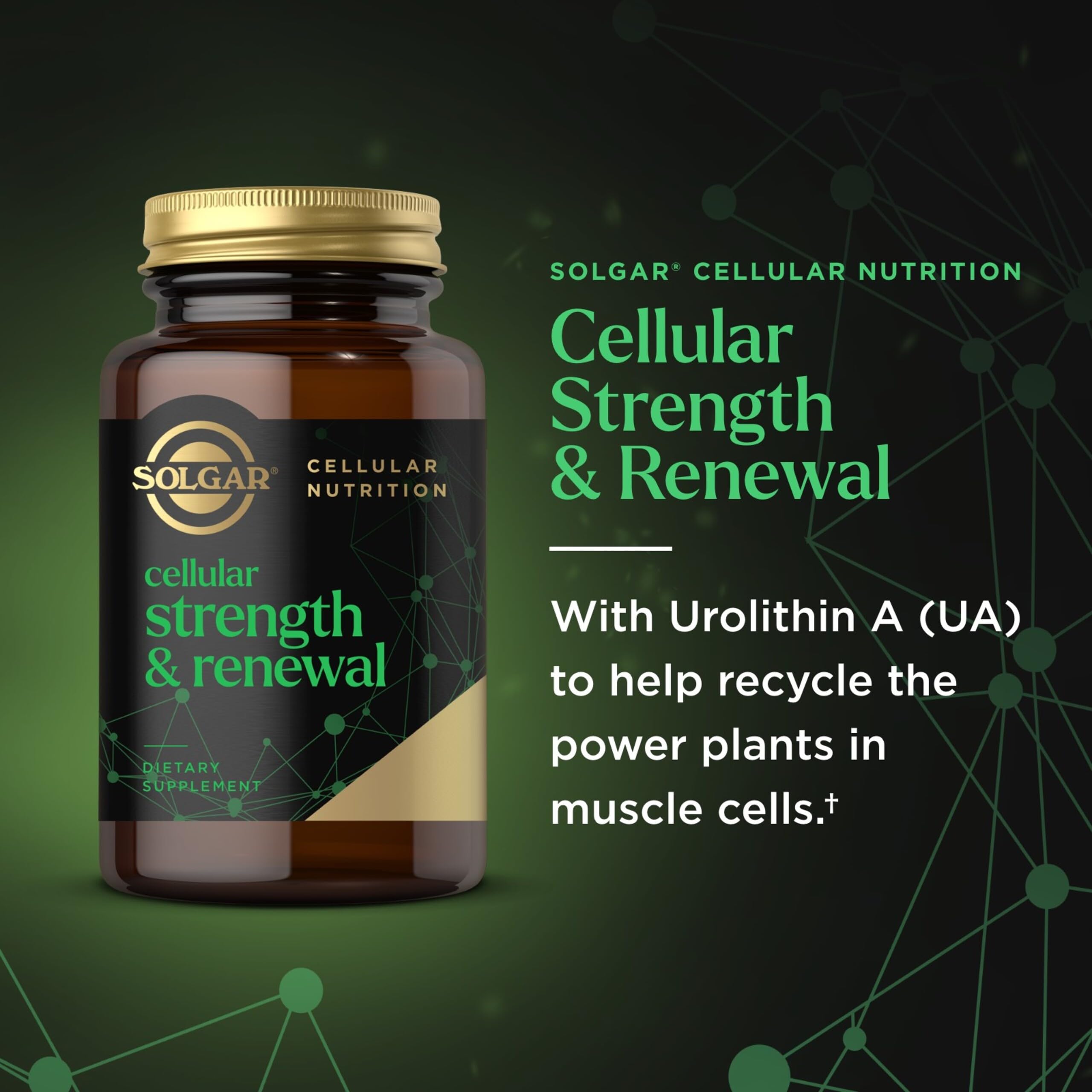 Renewal supplement for active lifestyle