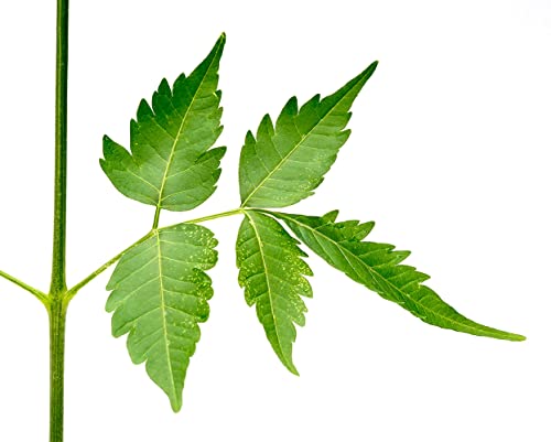resealable neem powder bag for freshness