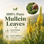 Respira Botanicals mullein tea benefits