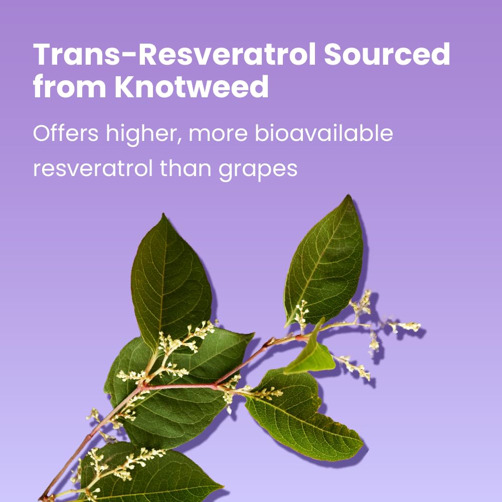 Resveratrol supplement for healthy aging