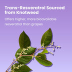 Resveratrol supplement for healthy aging
