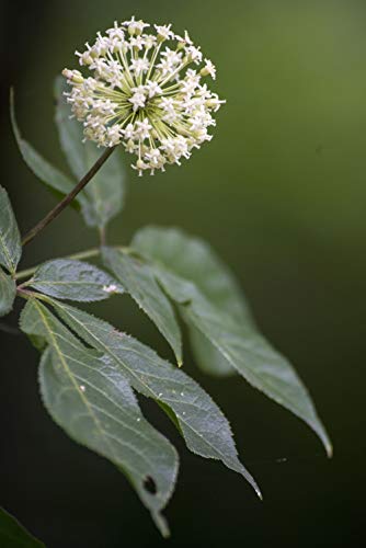 revital ginseng plus herbal blend