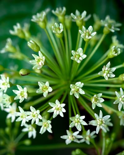 Revitalize your day with ginseng