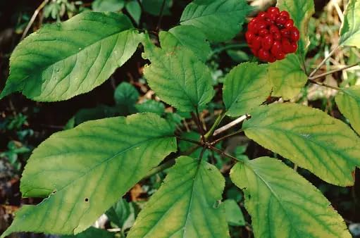 revitalize your health with ginseng