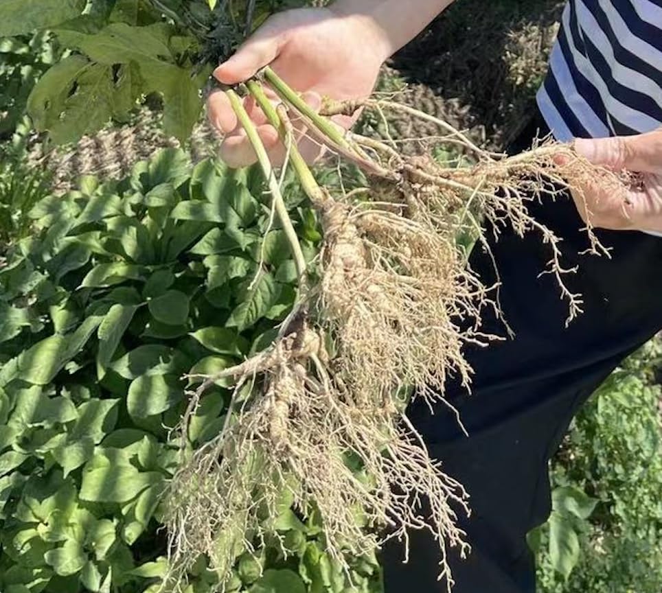 revitalizing ginseng for energy boost