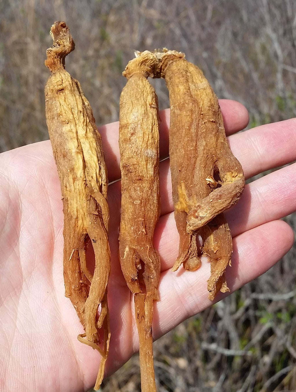 Revitalizing ginseng for mental health